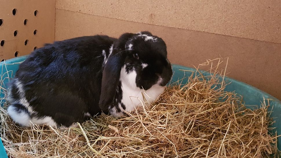 How to clean a rabbit cage | PetsRadar