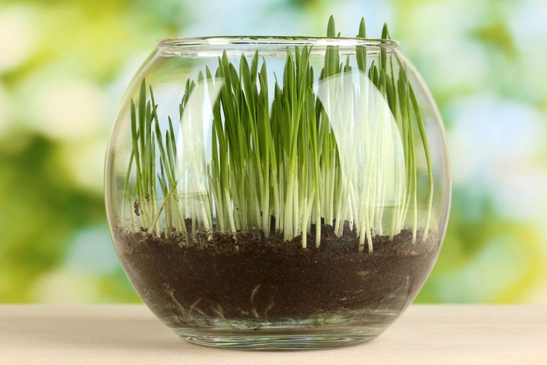 Types Of Indoor Grass - What's The Best Grass For Growing Indoors ...