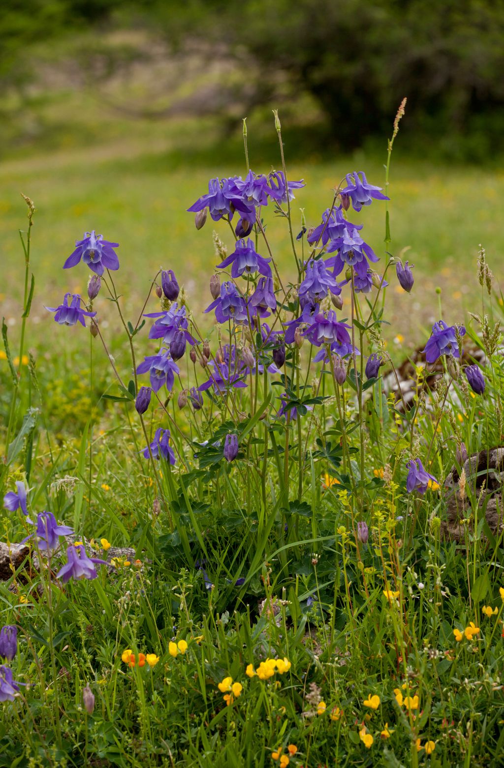 A simple guide to the wildflowers of Britain | Country Life