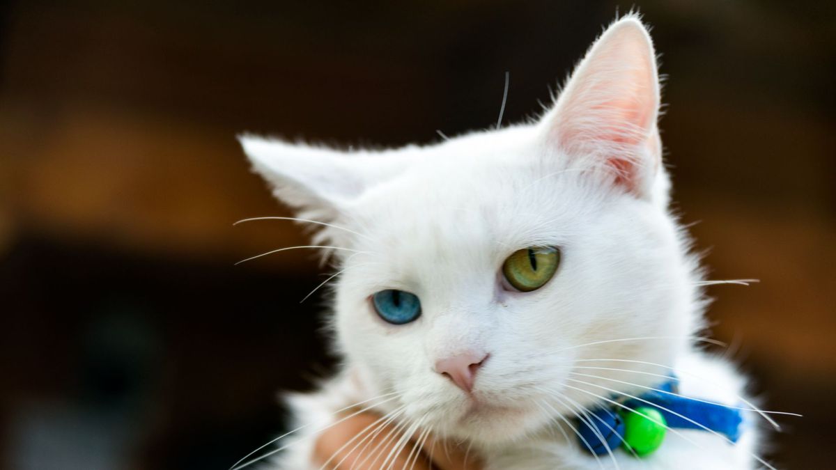 32 easiest cat breeds to train | PetsRadar