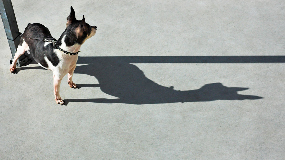 32 of the best pet poses for social media | PetsRadar