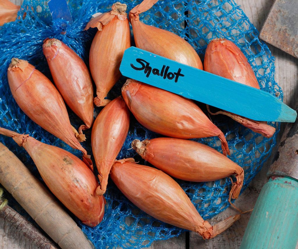 Learn how to grow shallots from an experienced gardener | Homes and Gardens