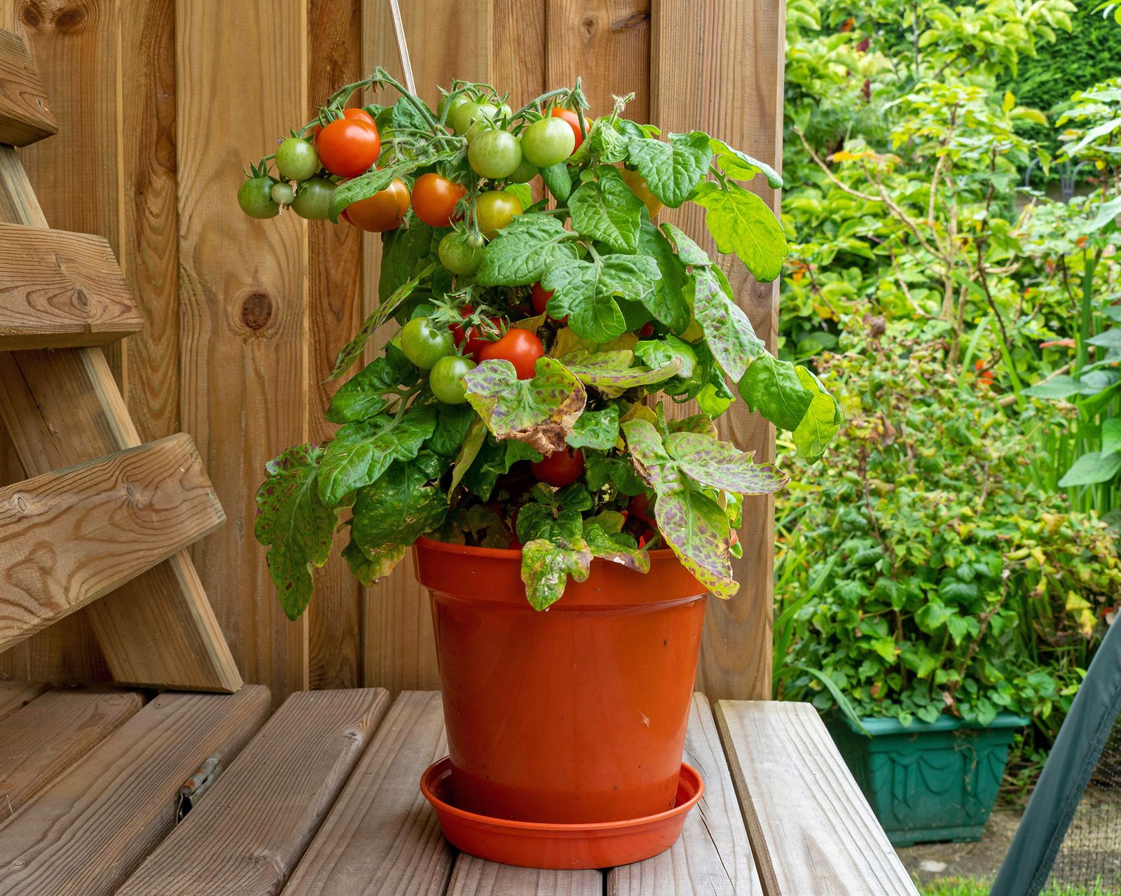 Determinate vs Indeterminate Tomatoes: Which Should I Grow? | Gardening ...