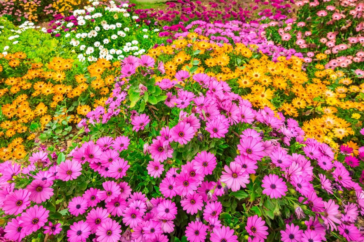 Cape Marigold Plants – Osteospermum And Dimorphotheca Plant Varieties ...