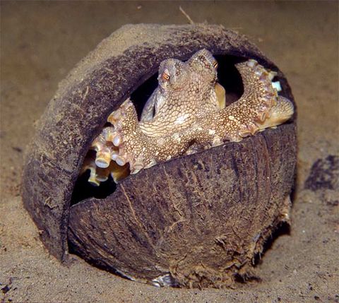 Creative Creatures: 10 Animals That Use Tools | Live Science