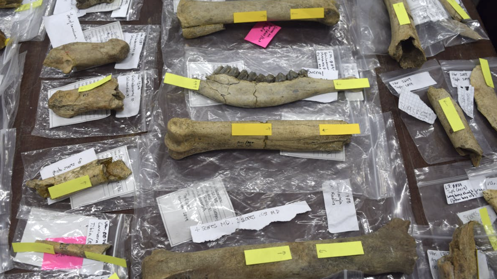 Human ancestor was in Eurasia nearly 2 million years ago, cut marks on ...