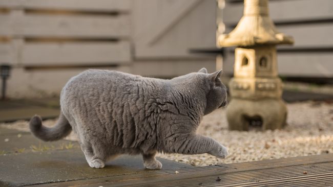 Why is my cat walking in circles? Vet shares key causes and what to do ...