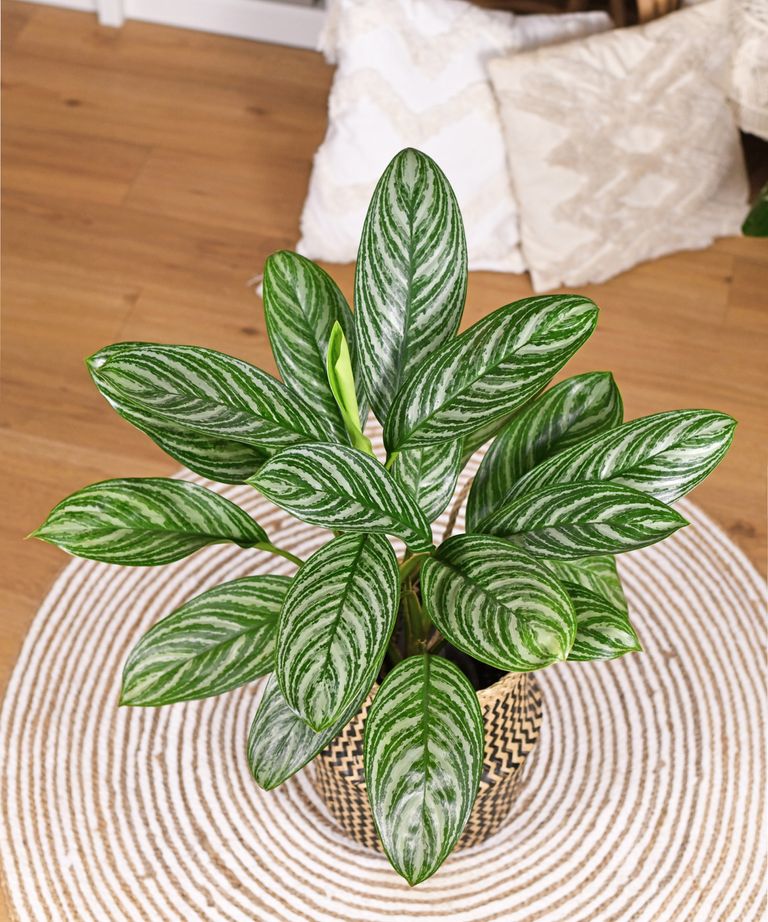 best air-cooling houseplants: 5 that keep your home cool | Homes and Gardens