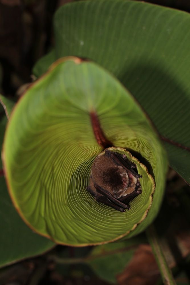 Gallery: Leaf-Living Bats | Live Science