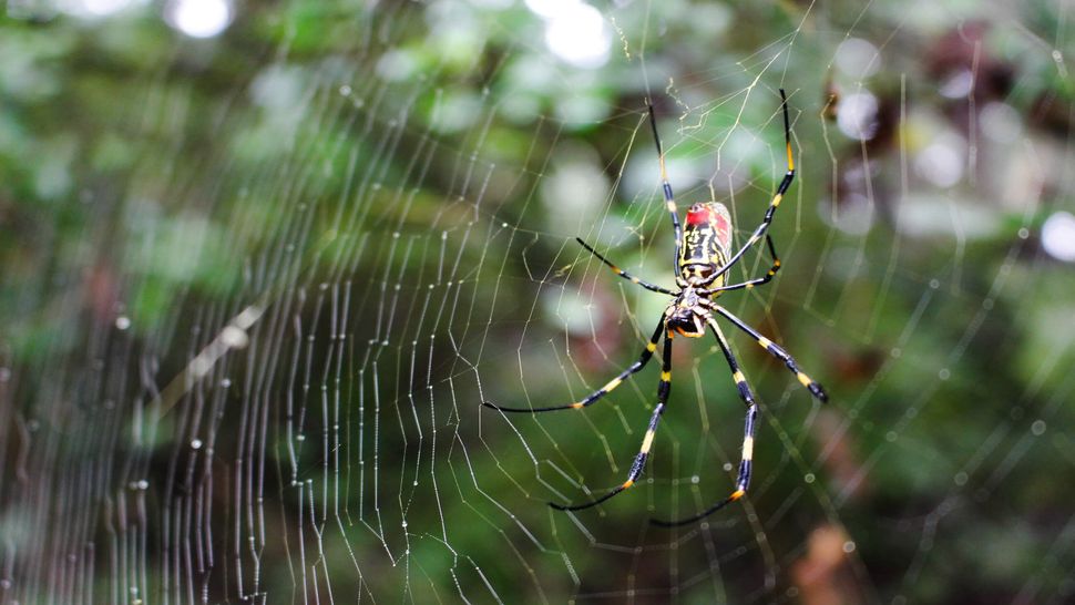 Millions of palm-size, flying spiders could invade the East Coast ...