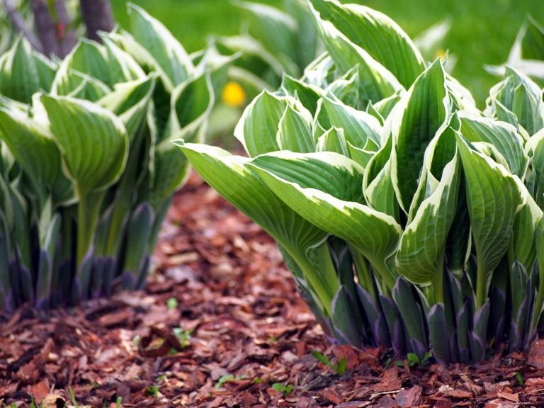 Hosta Plant Division: How And When To Divide A Hosta Plant | Gardening ...