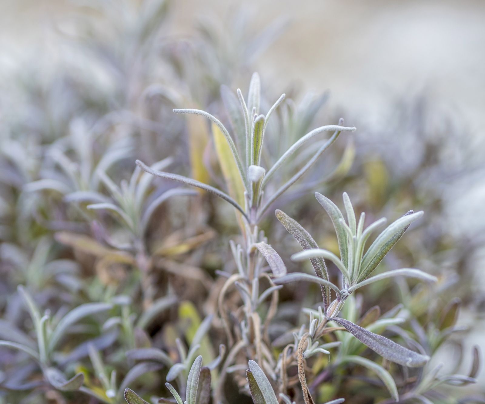 How to combat lavender pests and problems: with expert help | Homes and ...