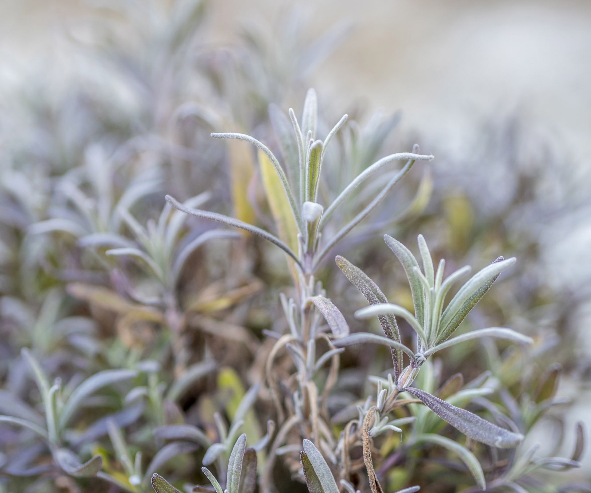 How to combat lavender pests and problems: with expert help | Homes and ...