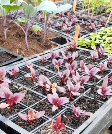 When to plant beets: for a healthy harvest through the year | Homes and ...