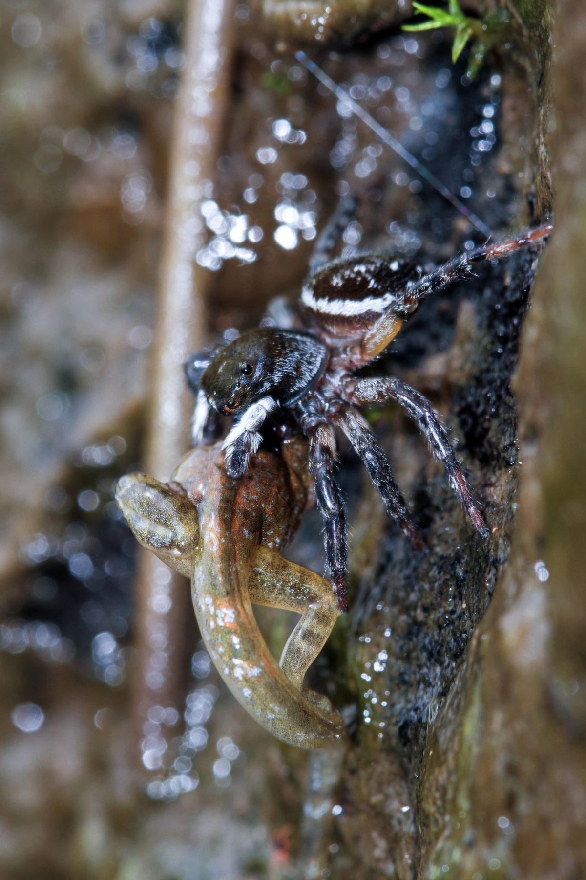 Jumping Spider Eating Tadpole (Photos) | Live Science