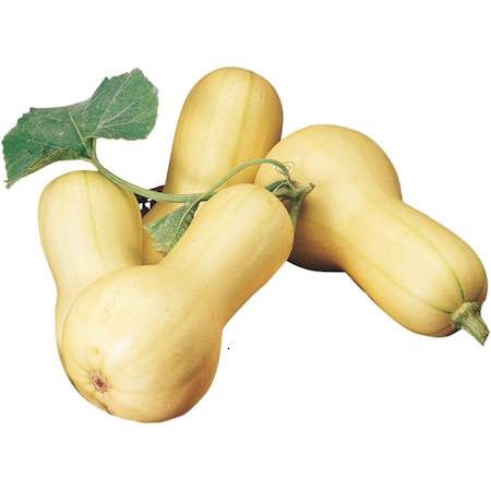 Tips for how to grow squash in containers successfully | Homes and Gardens