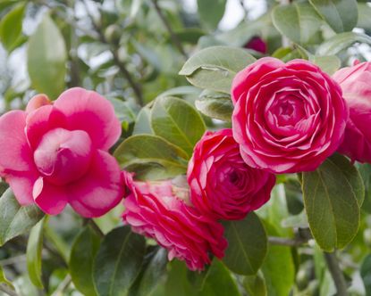 10 Stunning Plants For Winter Color – Experts Reveal The Best Varieties ...