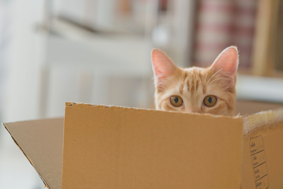 Why do cats like to be in boxes? Expert explains 4 reasons for this ...