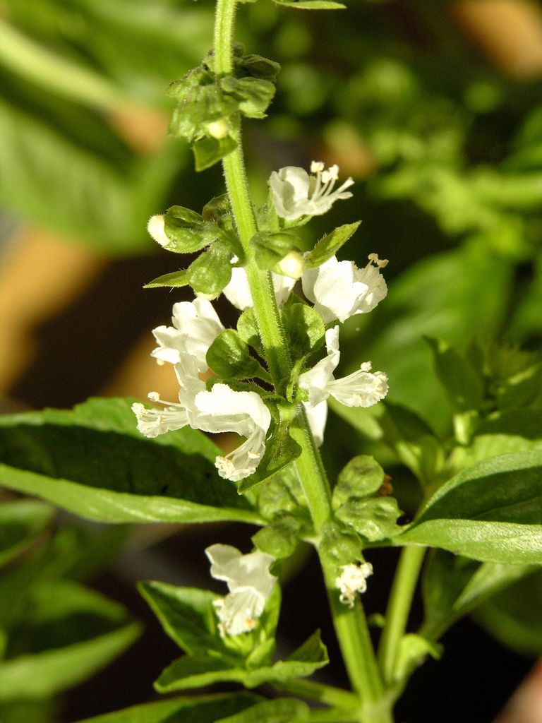 Basil Plant Flowering - What To Do For Blooms On Basil | Gardening Know How