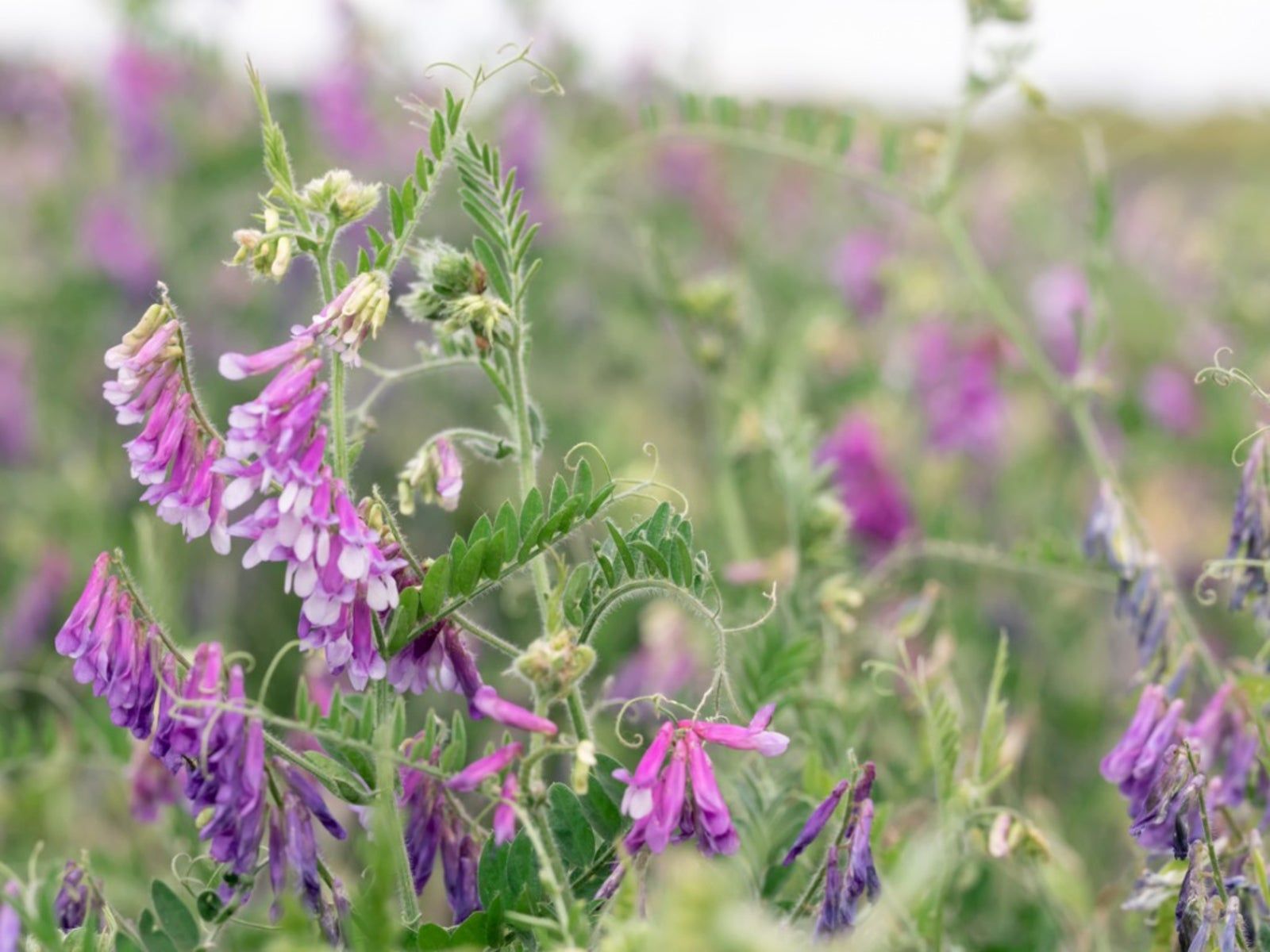 What Is Hairy Vetch - Tips For Growing Hairy Vetch In Gardens ...