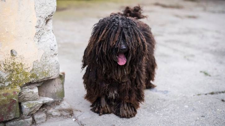 Five most unusual dog breeds | PetsRadar