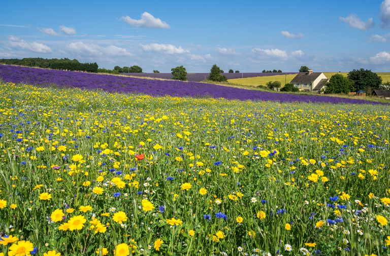 11 wonderful things to enjoy in the countryside without paying a penny ...