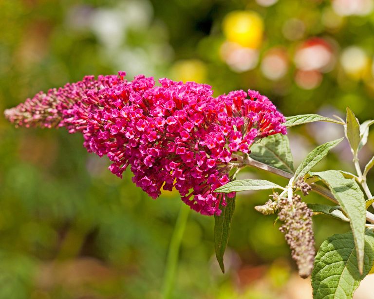 Butterfly bush care and growing: expert tips on buddleja | Gardeningetc
