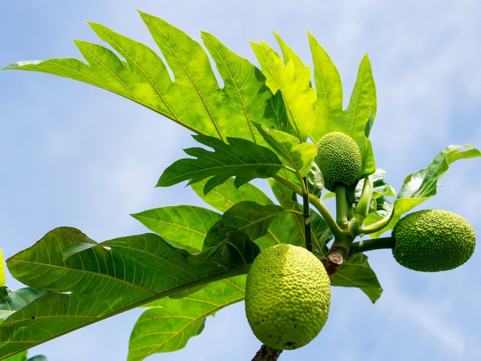 Breadfruit Tree Pest Problems - Learn About Common Breadfruit Pests ...