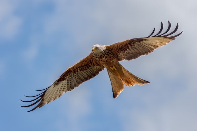 5 tips to capture great bird in flight photography | Digital Camera World