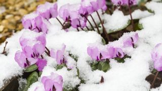 How to propagate grape vines from cuttings or layering | Homes and Gardens