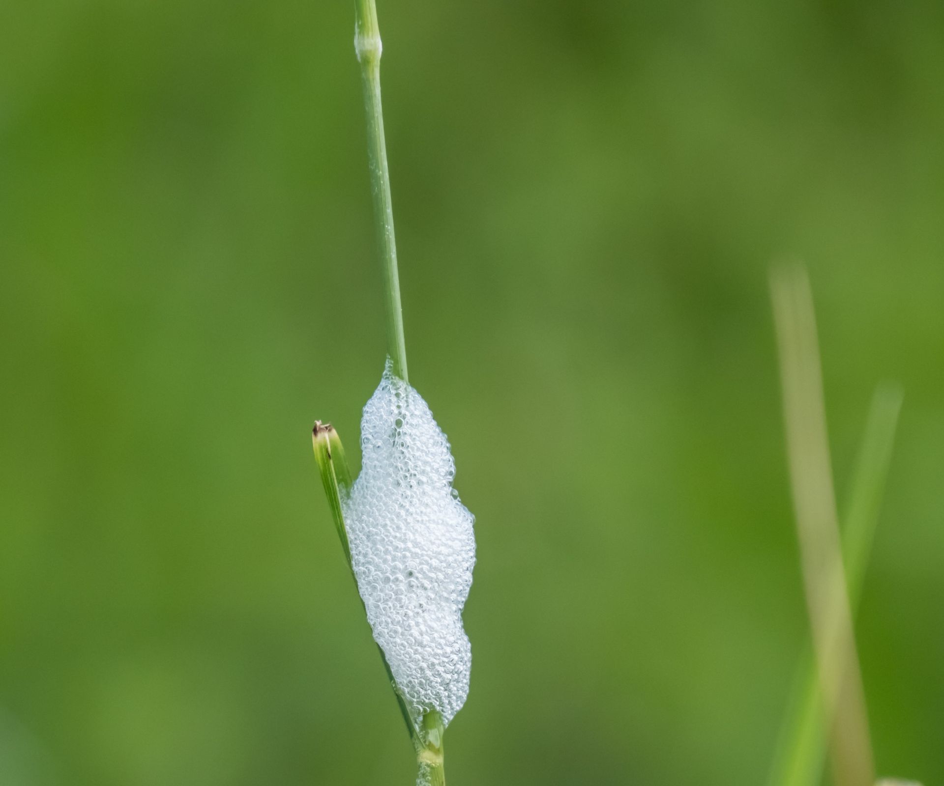 How to combat lavender pests and problems: with expert help | Homes and ...