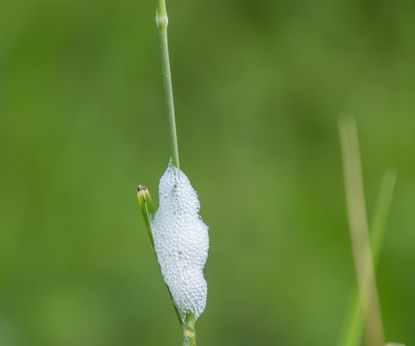 How to combat lavender pests and problems: with expert help | Homes and ...