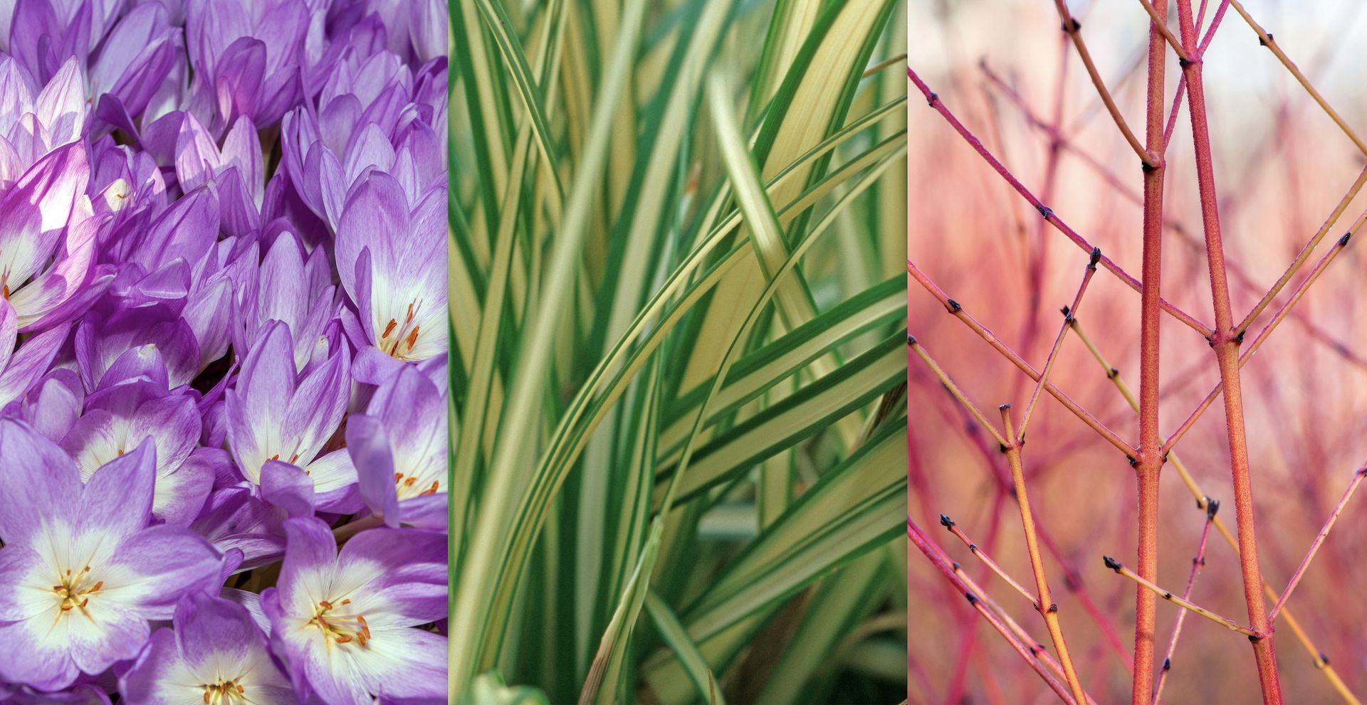 Plants for fall color: 5 top picks for your borders