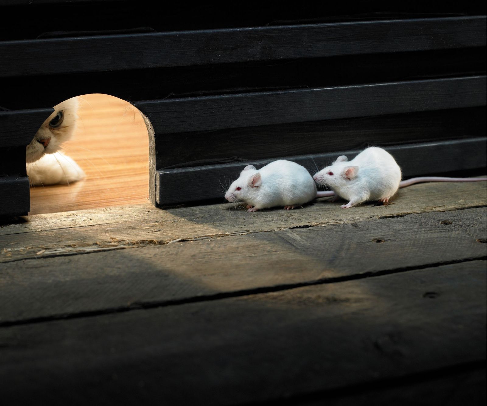 Pest experts reveal how to catch mice humanely in 5 steps | Homes and ...