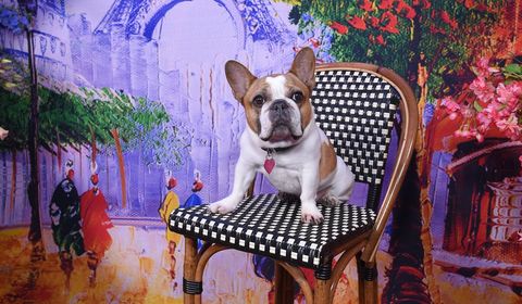 Modern Family's French Bulldog 'Stella' Died After The Series Finale ...