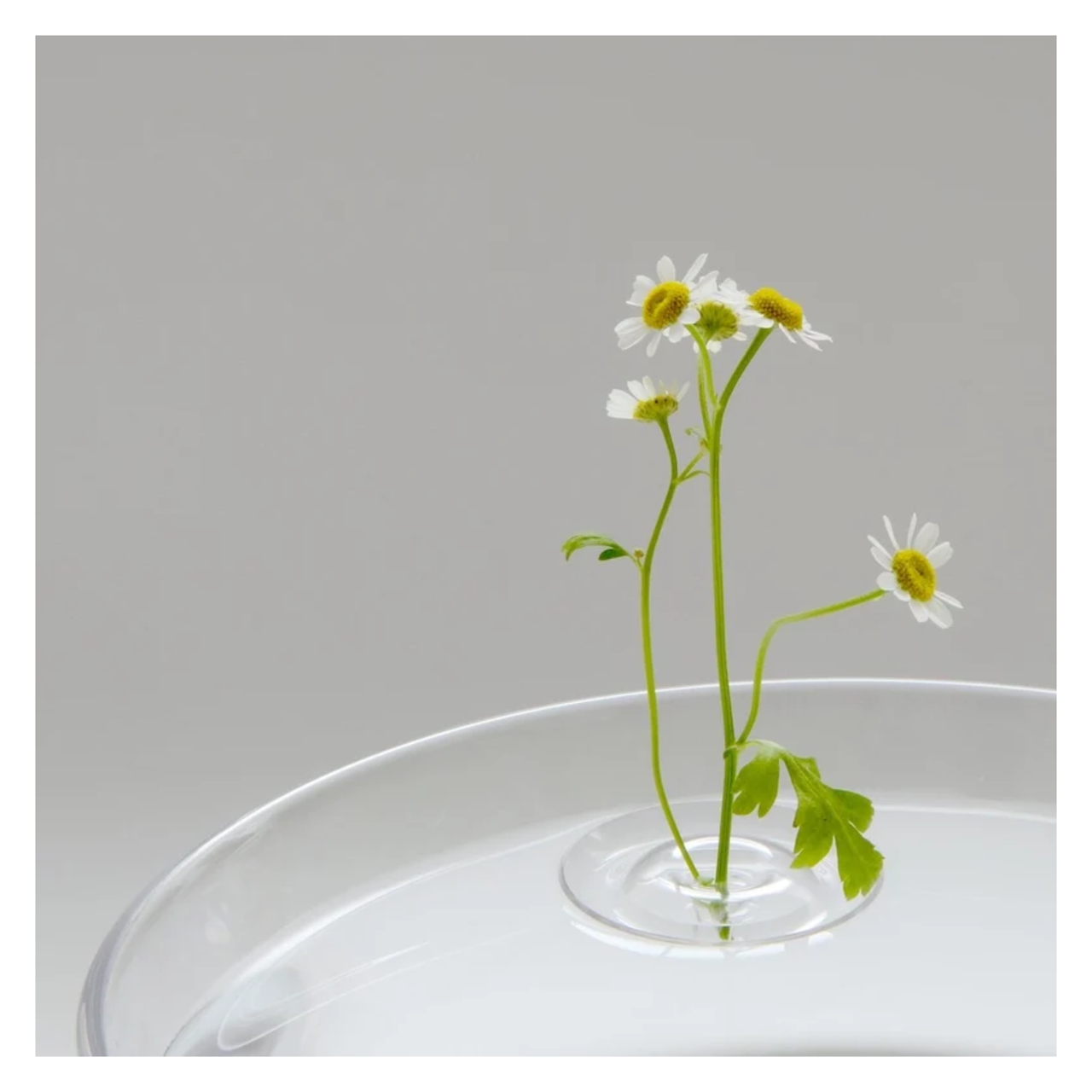 This Mini Floating Vase Ripple is a Trendy Way to Display Cut Blooms ...