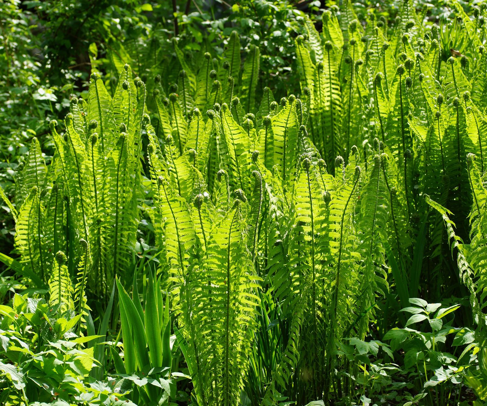 Best full-shade perennials: expert advice for shady spots | Homes and ...