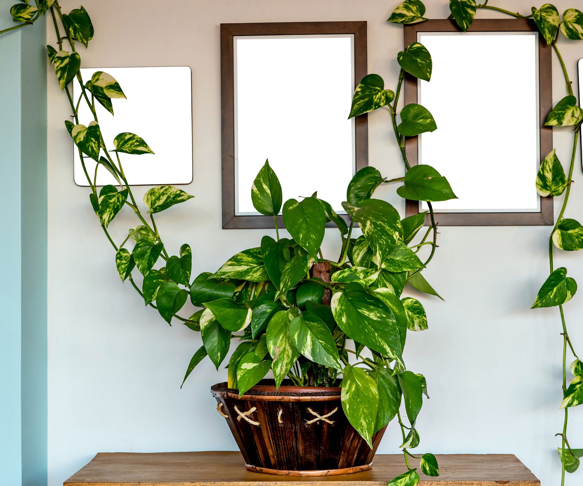 Discover how to prune pothos with these 5 expert steps | Homes and Gardens