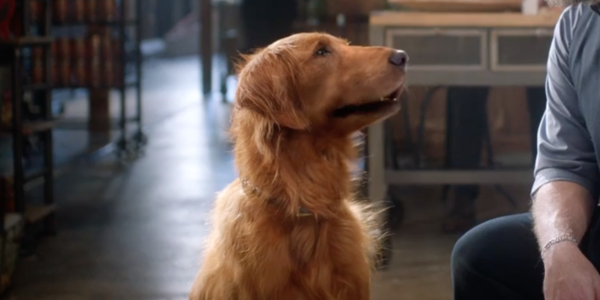 The Dog Who Played Duke In The Bush's Baked Beans Ads Has Died ...
