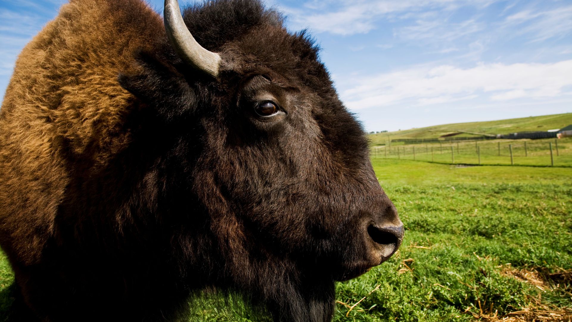 Careless photographer seen creeping up behind bison at State Park ...