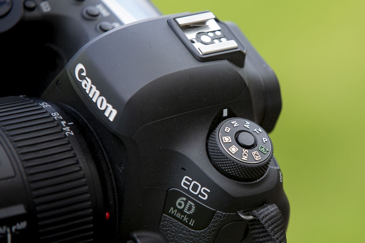 Big cat photo tips | Digital Camera World