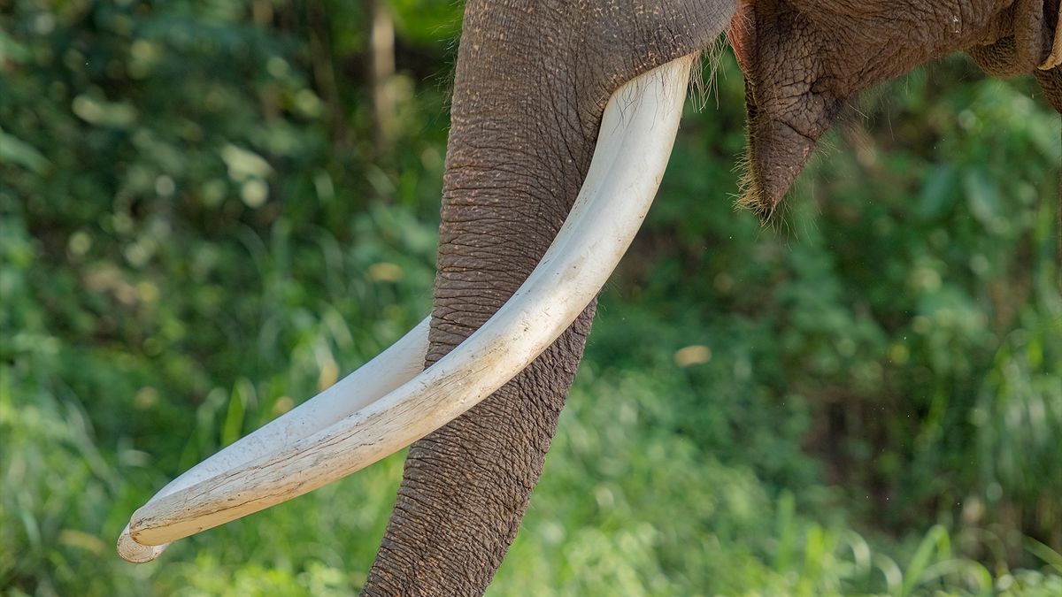 How 10 animals evolved their iconic features | Live Science