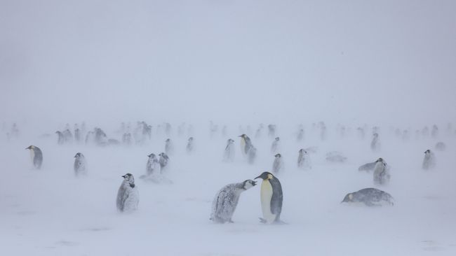 Secrets of the Penguins: release date, episode guide, more | What to Watch