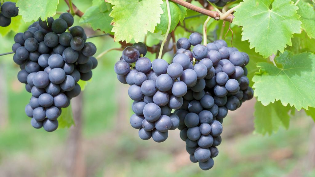 Pruning grape vines: Our expert shows you how and when | Gardeningetc