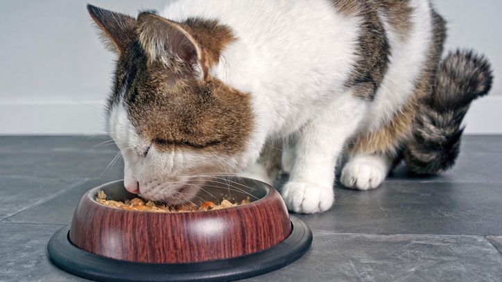 Best wet cat food 2024 to keep your kitty full and hydrated | PetsRadar
