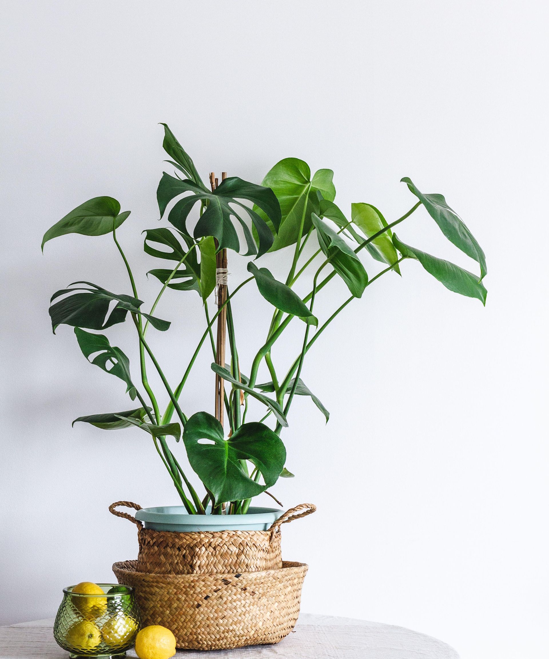 How to train an overgrown monstera: 5 easy steps | Homes and Gardens