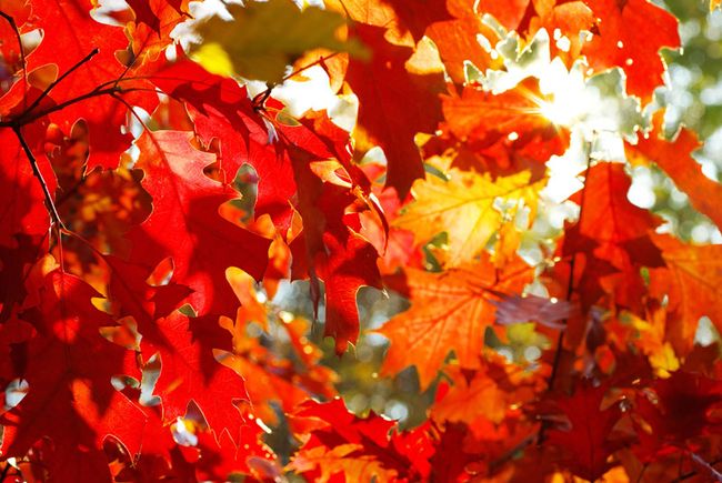 Image Gallery: A Rainbow of Fall Leaves | Live Science