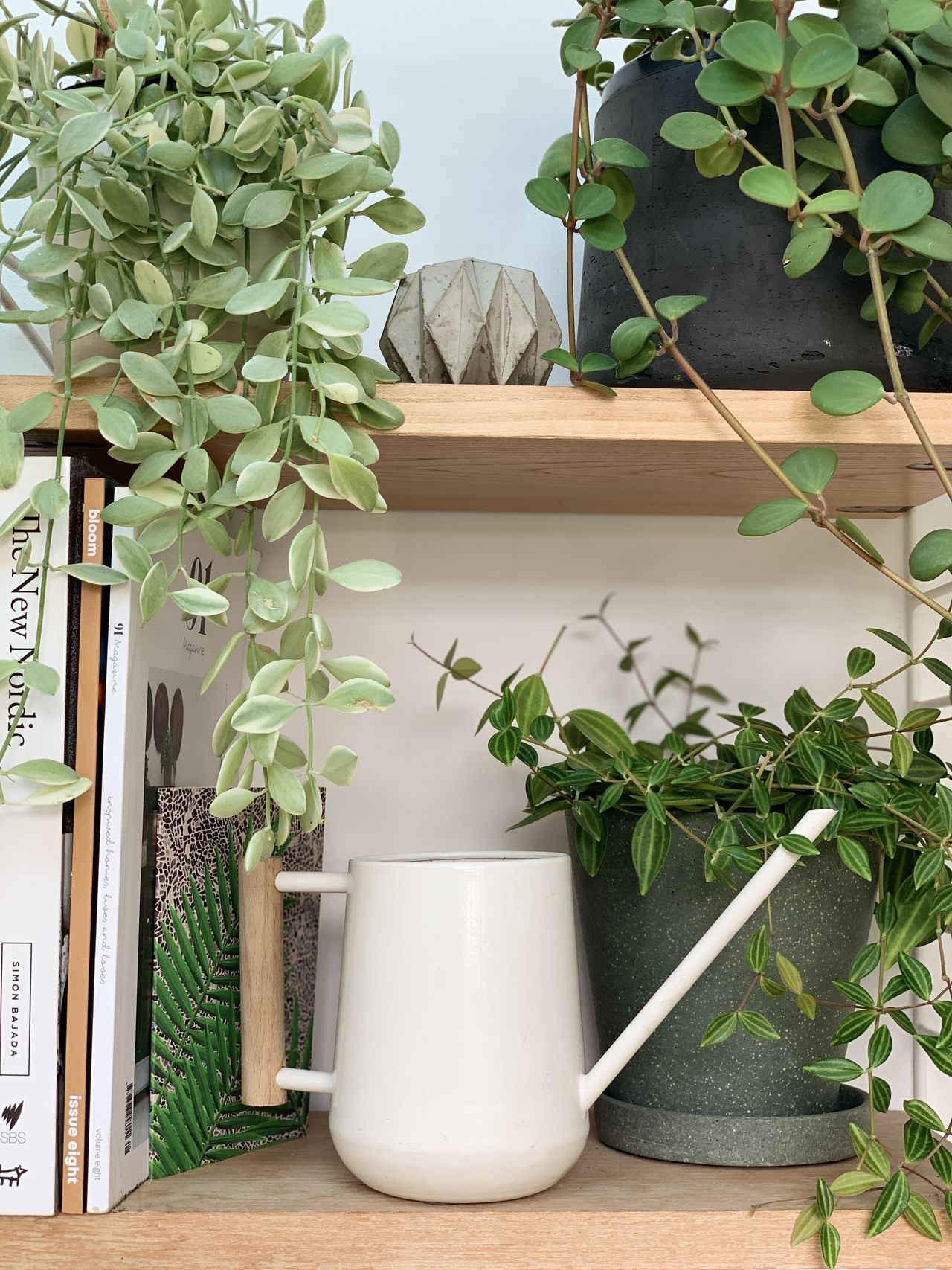 The best desk plants – 8 plants for your home office | Livingetc