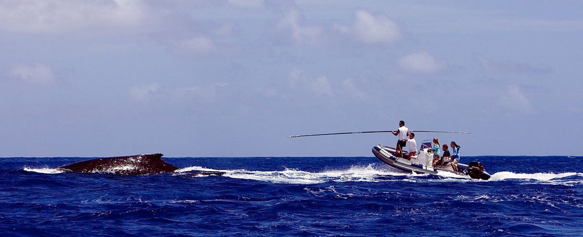 In Photos: Tracking Humpback Whales | Live Science