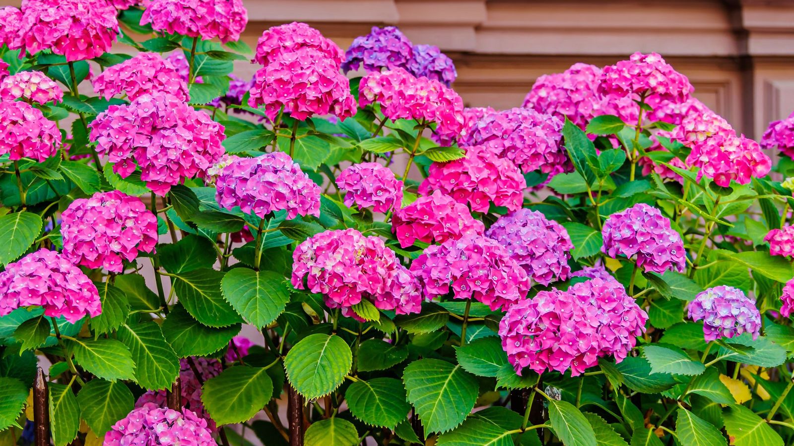 Hydrangea Feeding in April | Care For Hydrangeas In Spring | Gardening ...